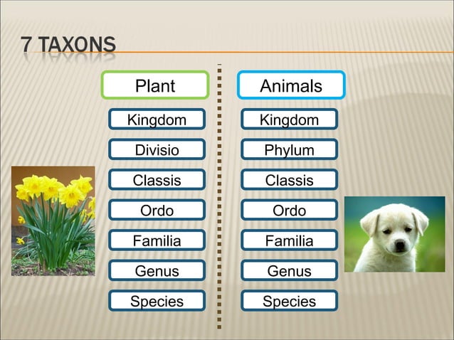 Grade 7 - Classification of Organism | PPT