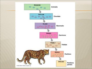 Grade 7 - Classification of Organism | PPT