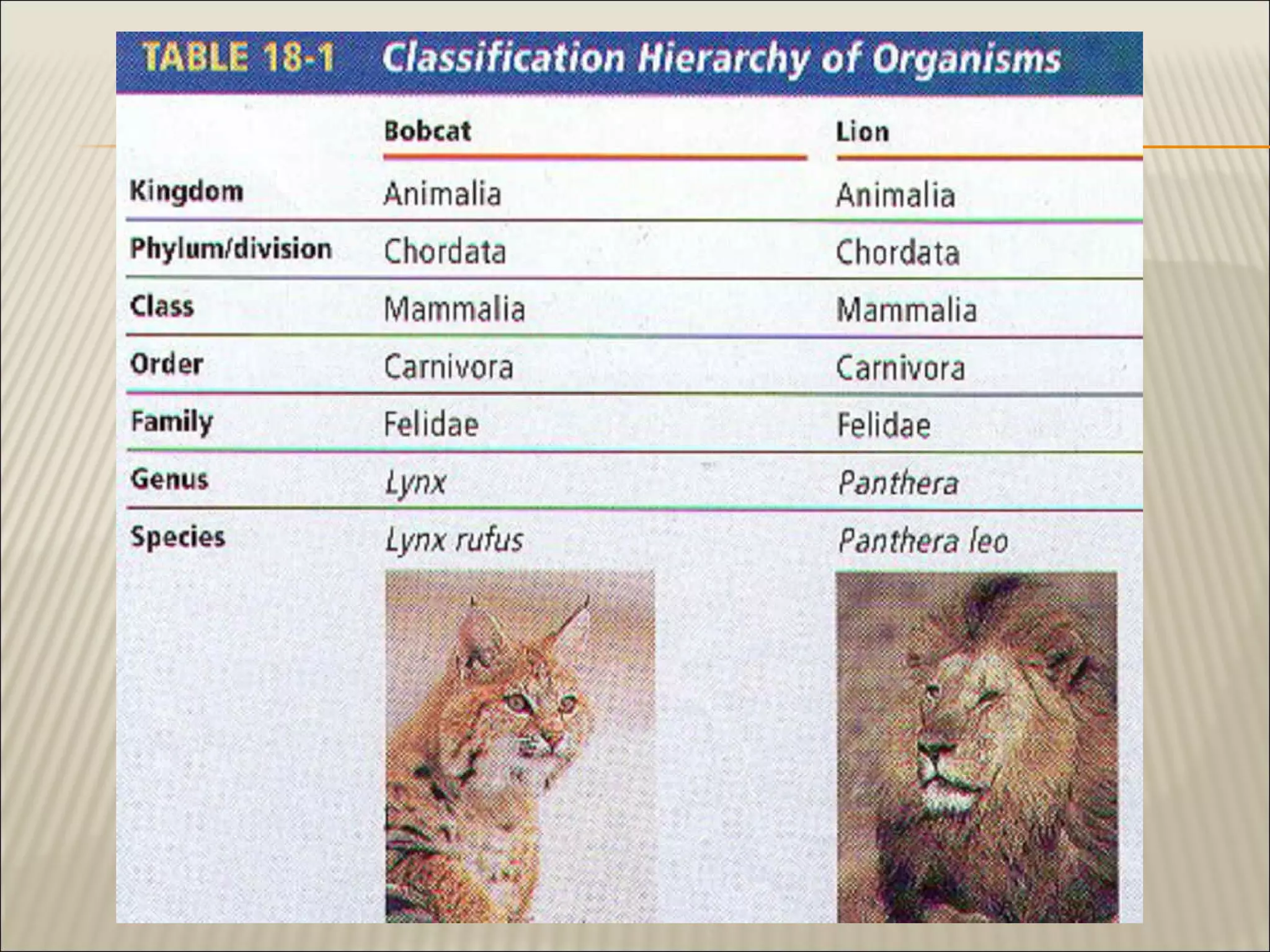 Grade 7 - Classification of Organism | PPT