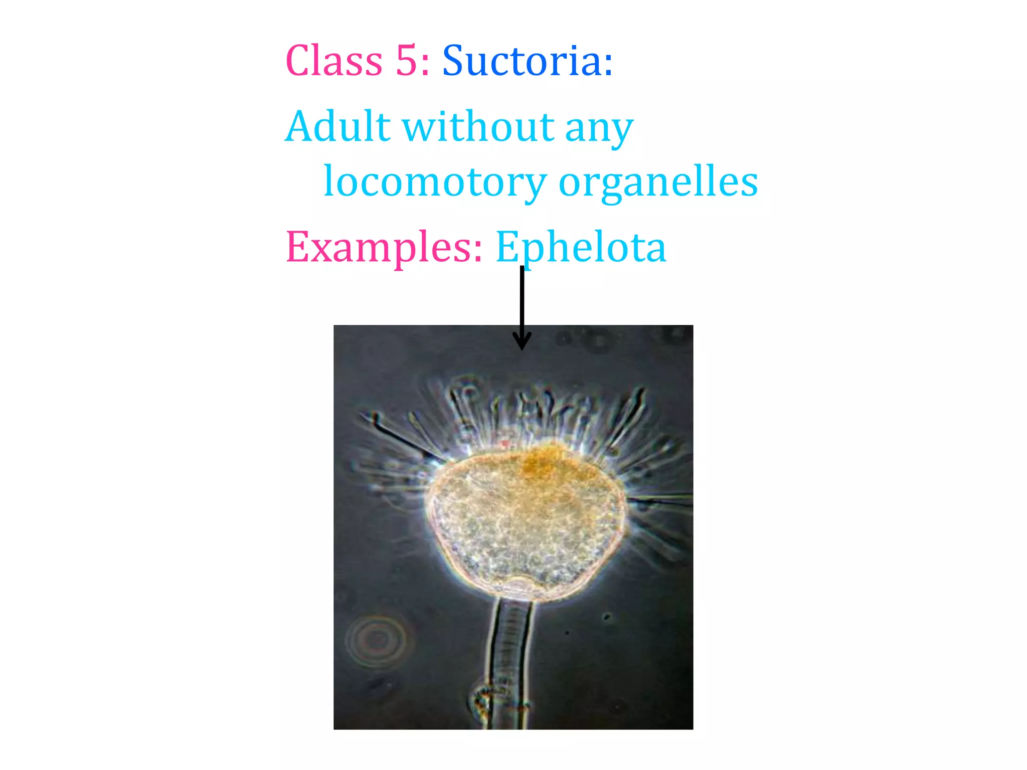 Classification of organisms | PPTX