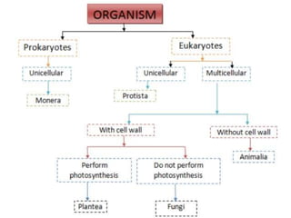 Taxonomy Of Organisms