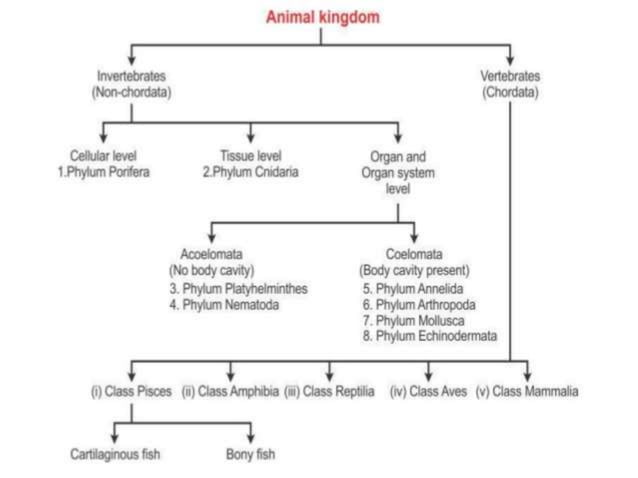 Classification of organisms