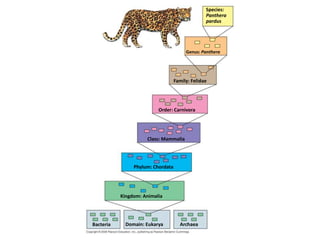 Classification of organisms | PPTX