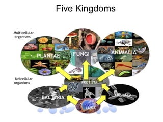 Classification of organisms | PPT