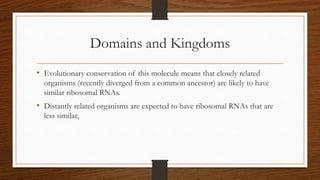 Classification of organisms | PPT
