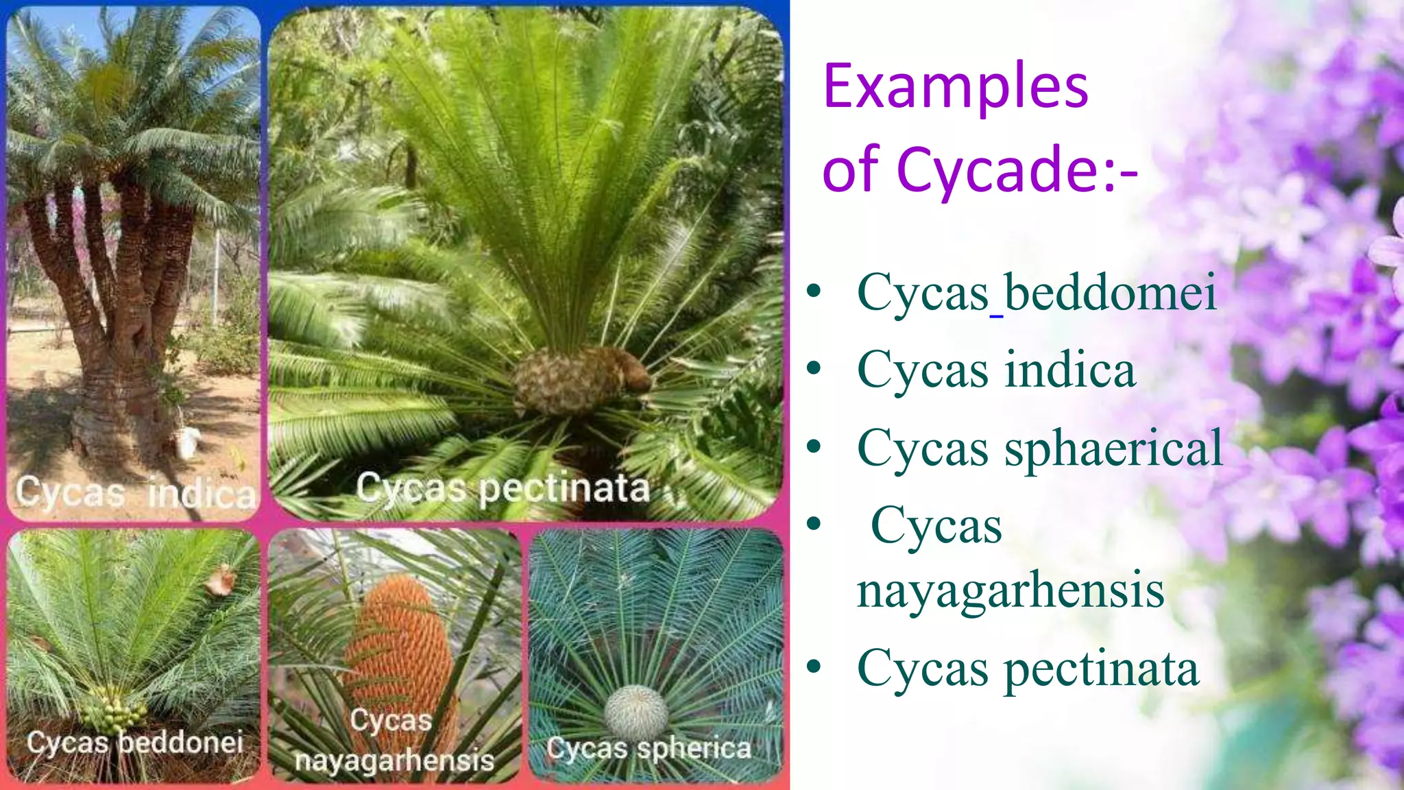 classification of ornamentals.pptx