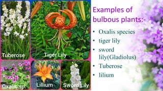 classification of ornamentals.pptx