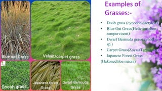 classification of ornamentals.pptx