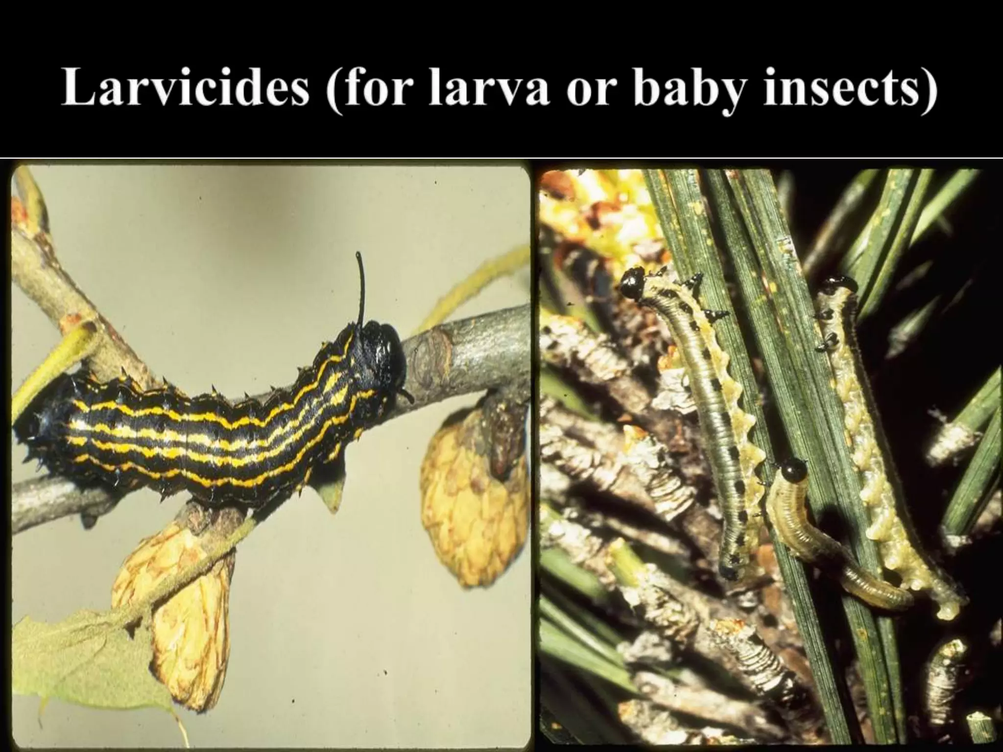 Classification of pesticides | PPTX