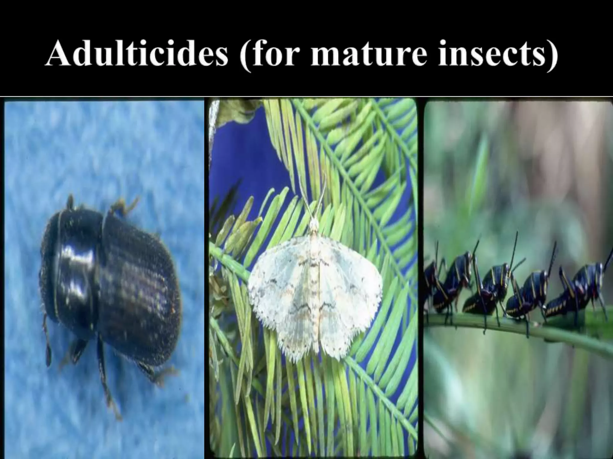 Classification of pesticides | PPTX