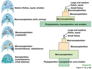 Classification of phytoplankton | PPT