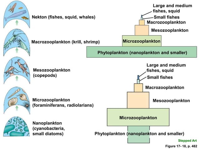 Classification of phytoplankton | PPT | Fish and Aquariums | Pets