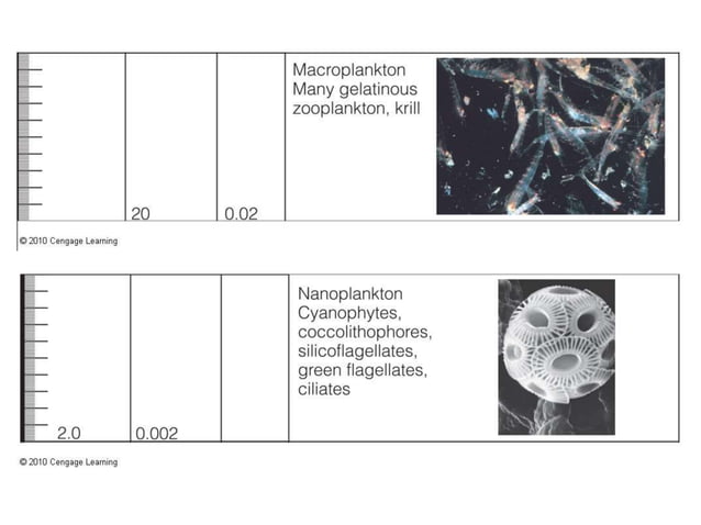 Classification of phytoplankton | PPT | Fish and Aquariums | Pets