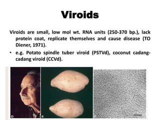 classificationofplantdisease-200509093109.pdf