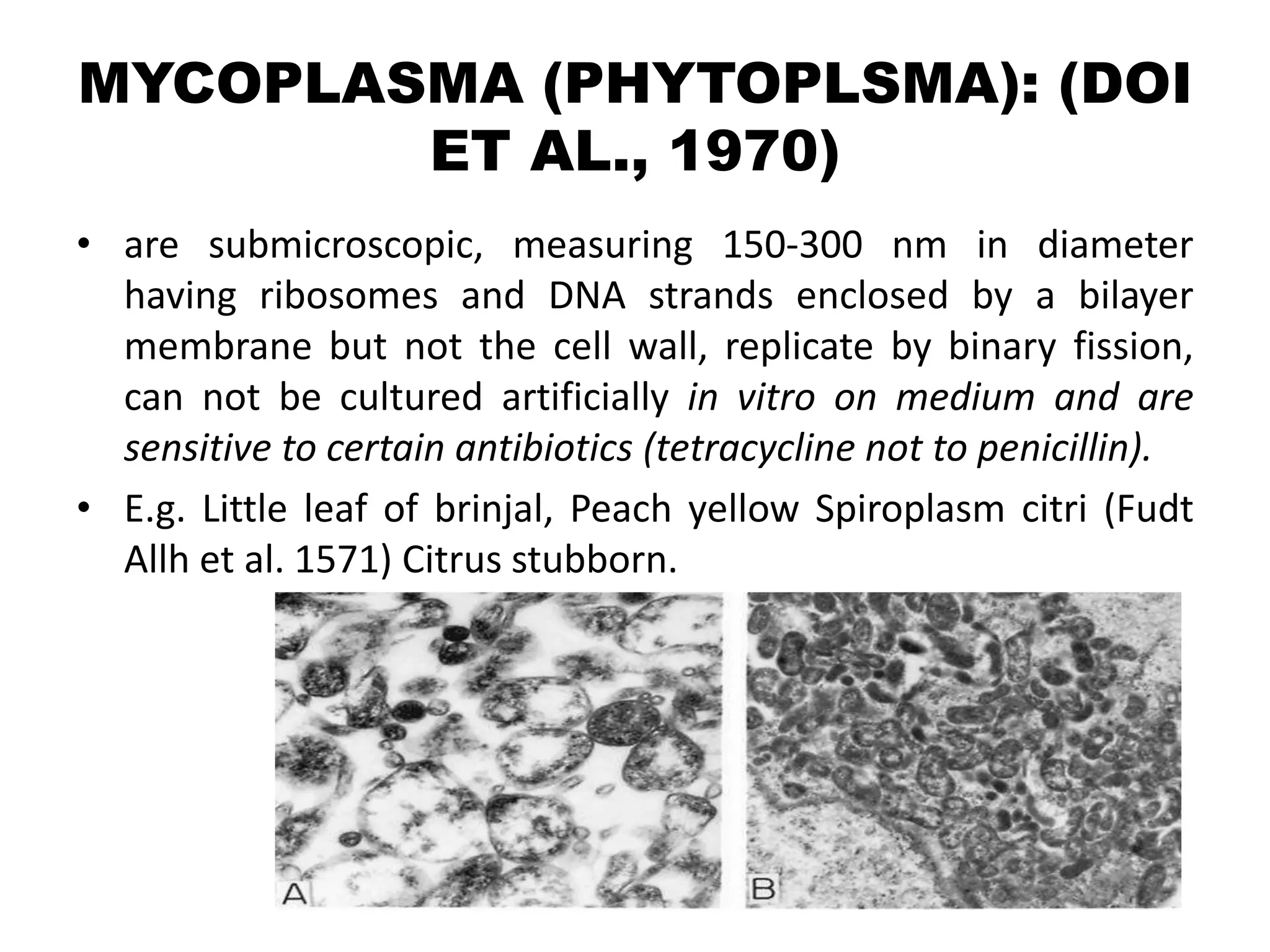 Classification of plant disease | PPTX