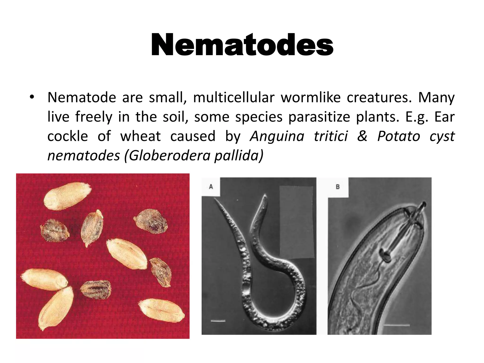 Classification of plant disease | PPTX