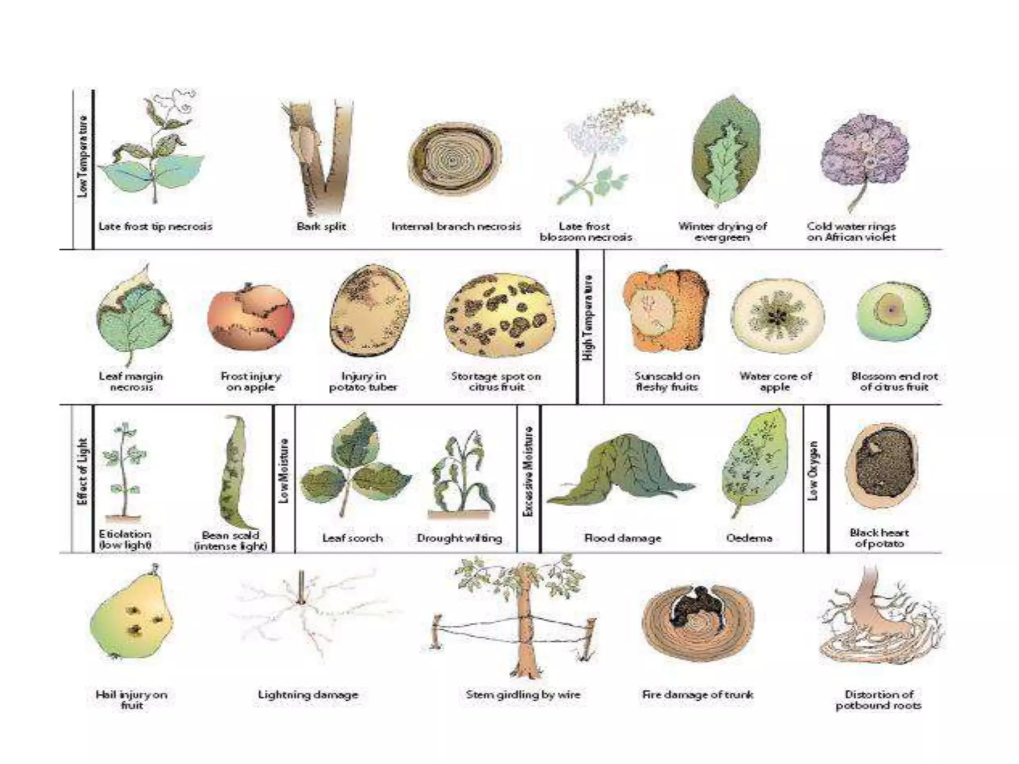 Classification of plant disease | PPTX