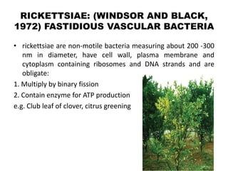 Classification of plant disease | PPTX