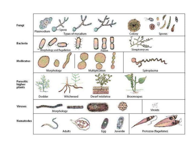 Classification of plant disease | PPTX