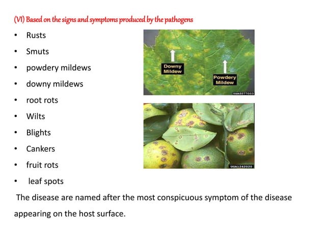 Classification of plant disease | PPTX | Infectious Diseases | Diseases ...