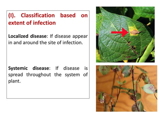 Classification of plant disease | PPTX | Infectious Diseases | Diseases ...