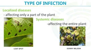 Classification of plant diseases | PPTX