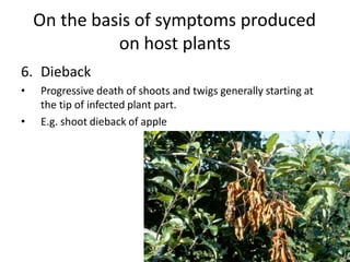 classification of plantdiseases and.pptx