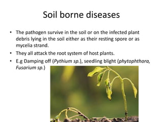 classification of plantdiseases and.pptx
