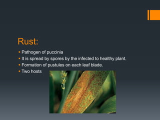 Classification of plant diseases | PPTX