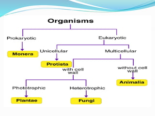 CLASSIFICATION OF PLANT KINGDOM1.pptx By Prof. IP Sahu | PPT