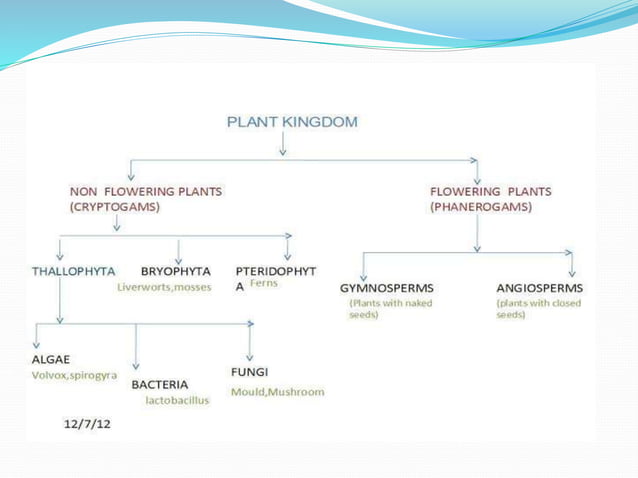 CLASSIFICATION OF PLANT KINGDOM1.pptx By Prof. IP Sahu | PPT