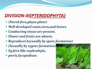 CLASSIFICATION OF PLANT KINGDOM1.pptx By Prof. IP Sahu | PPT