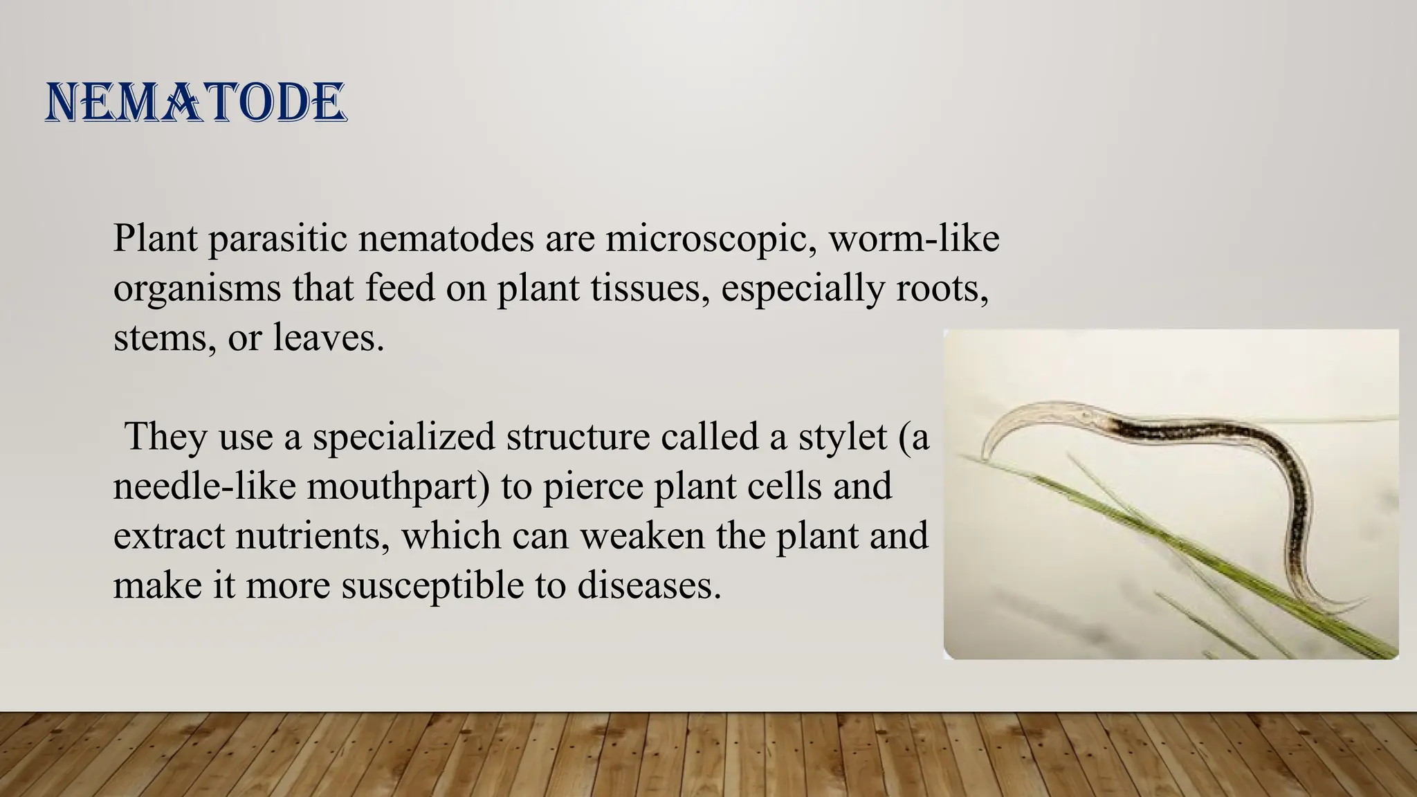 CLASSIFICATION OF PLANT PRASITIC NEMATODES BASED ON THEIR FEEDING HABIT ...
