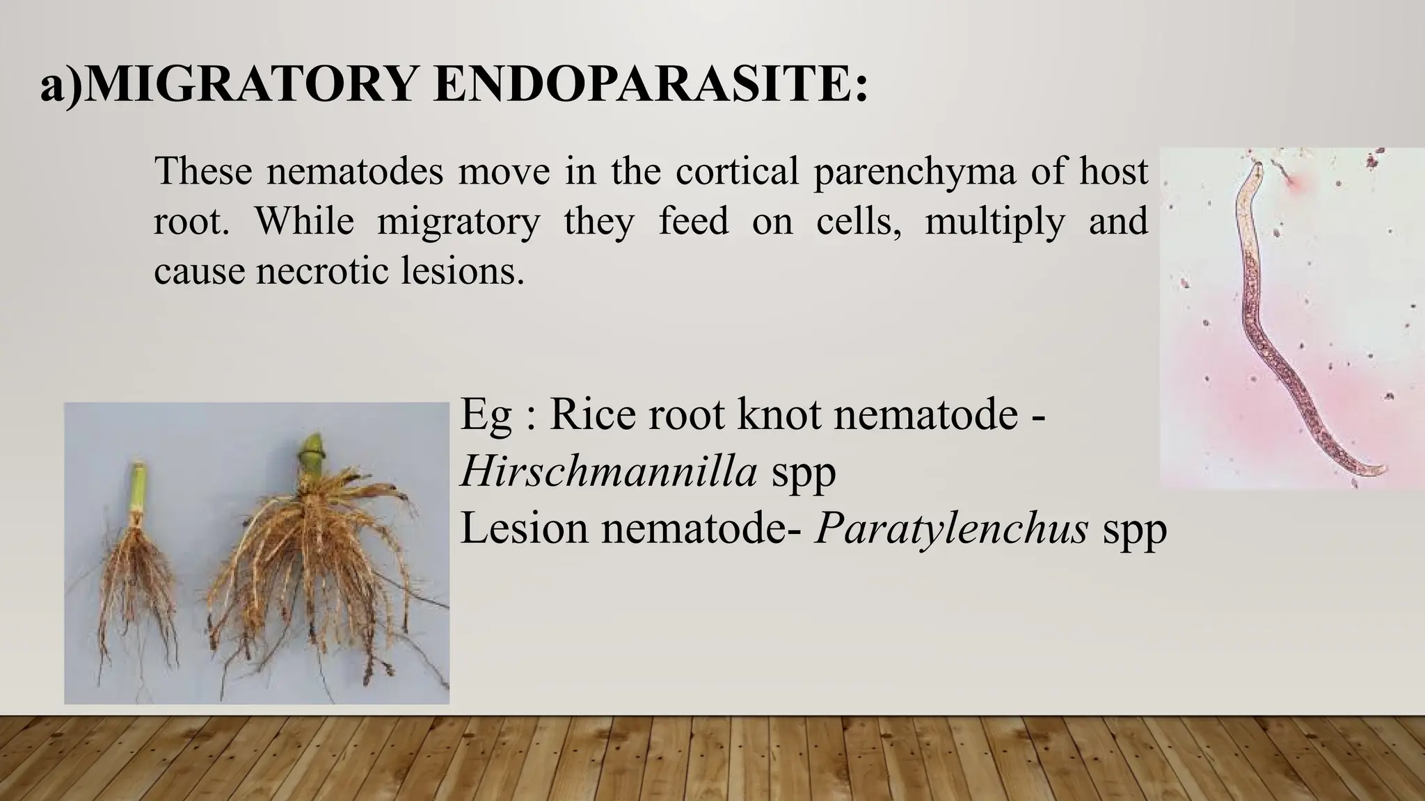 CLASSIFICATION OF PLANT PRASITIC NEMATODES BASED ON THEIR FEEDING HABIT ...