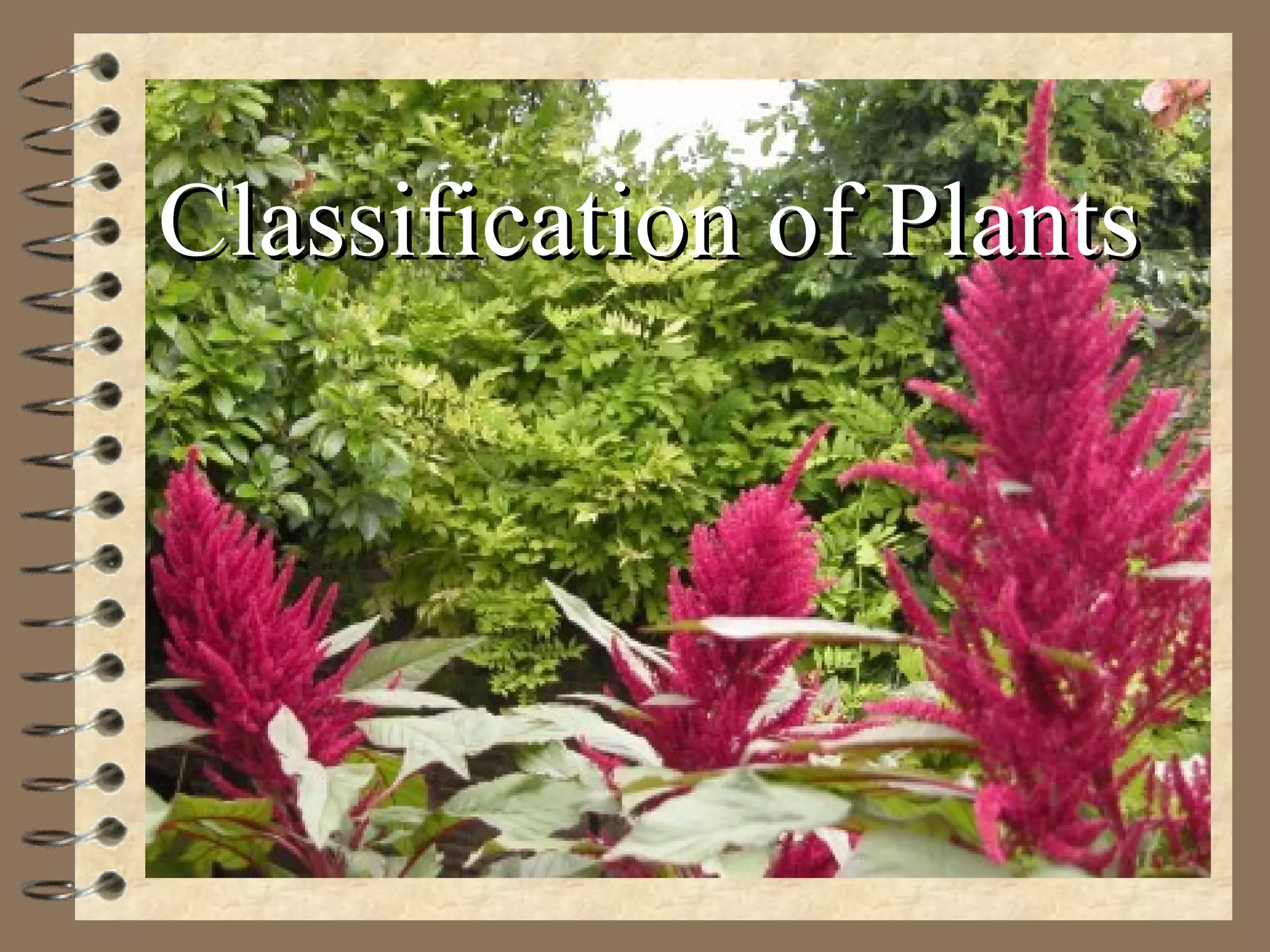 Classification of plants | PPT