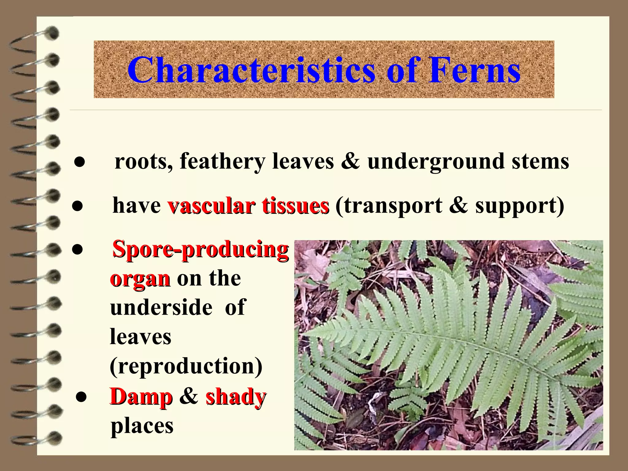 Classification of plants | PPT