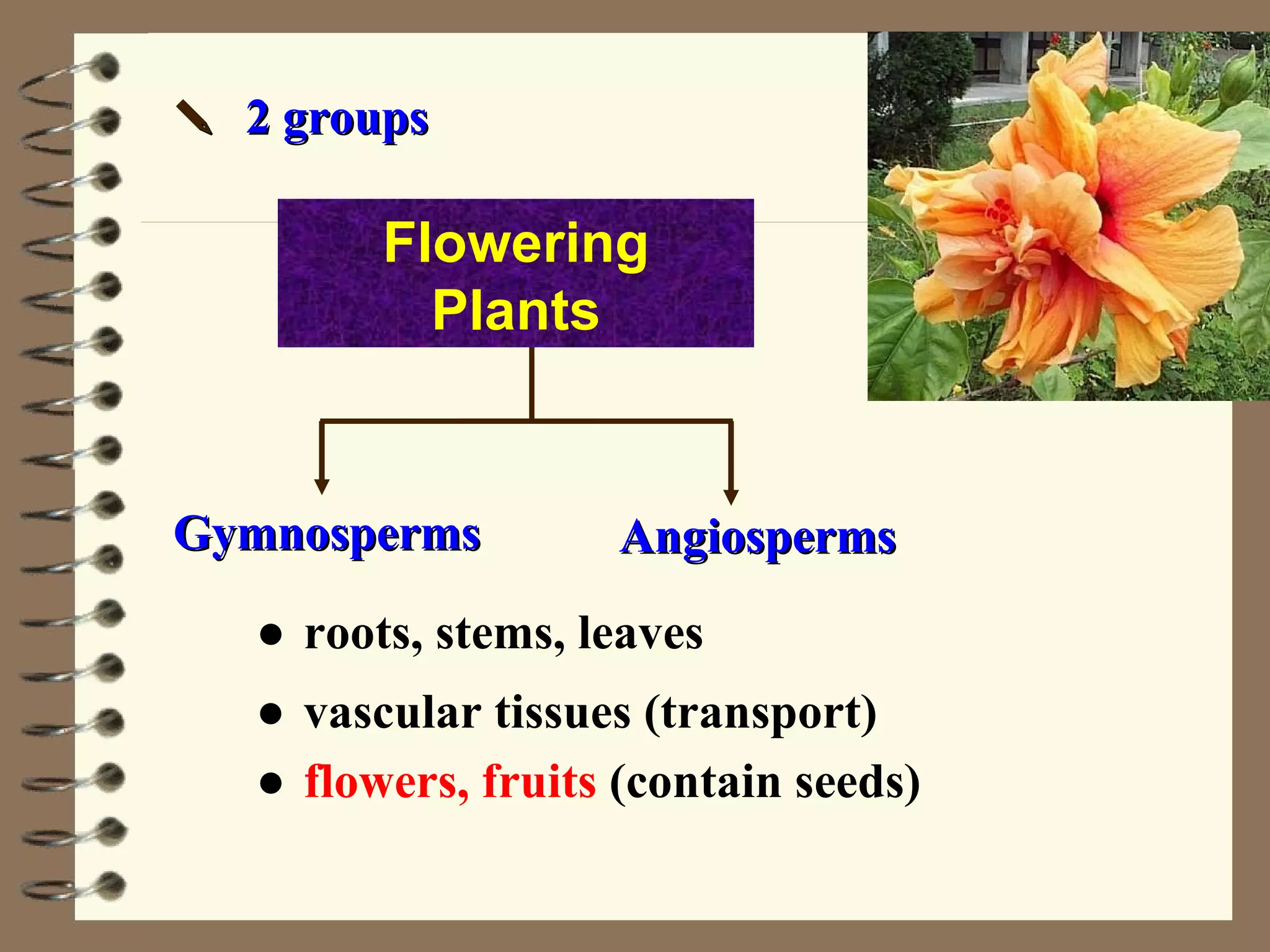Classification of plants | PPT