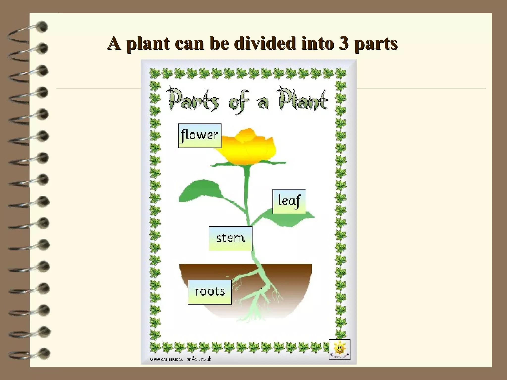 Classification of plants | PPT