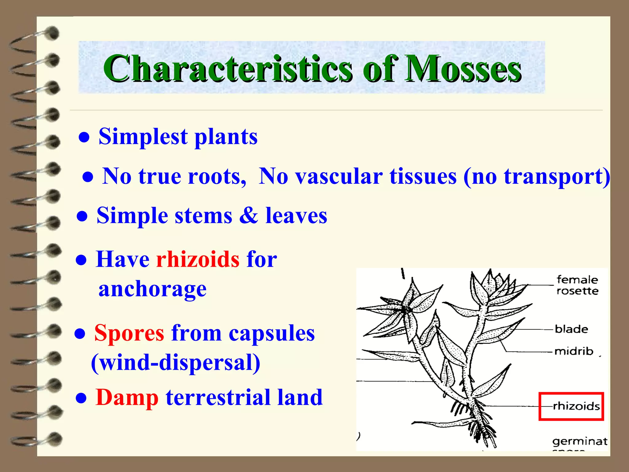 Classification of plants | PPT