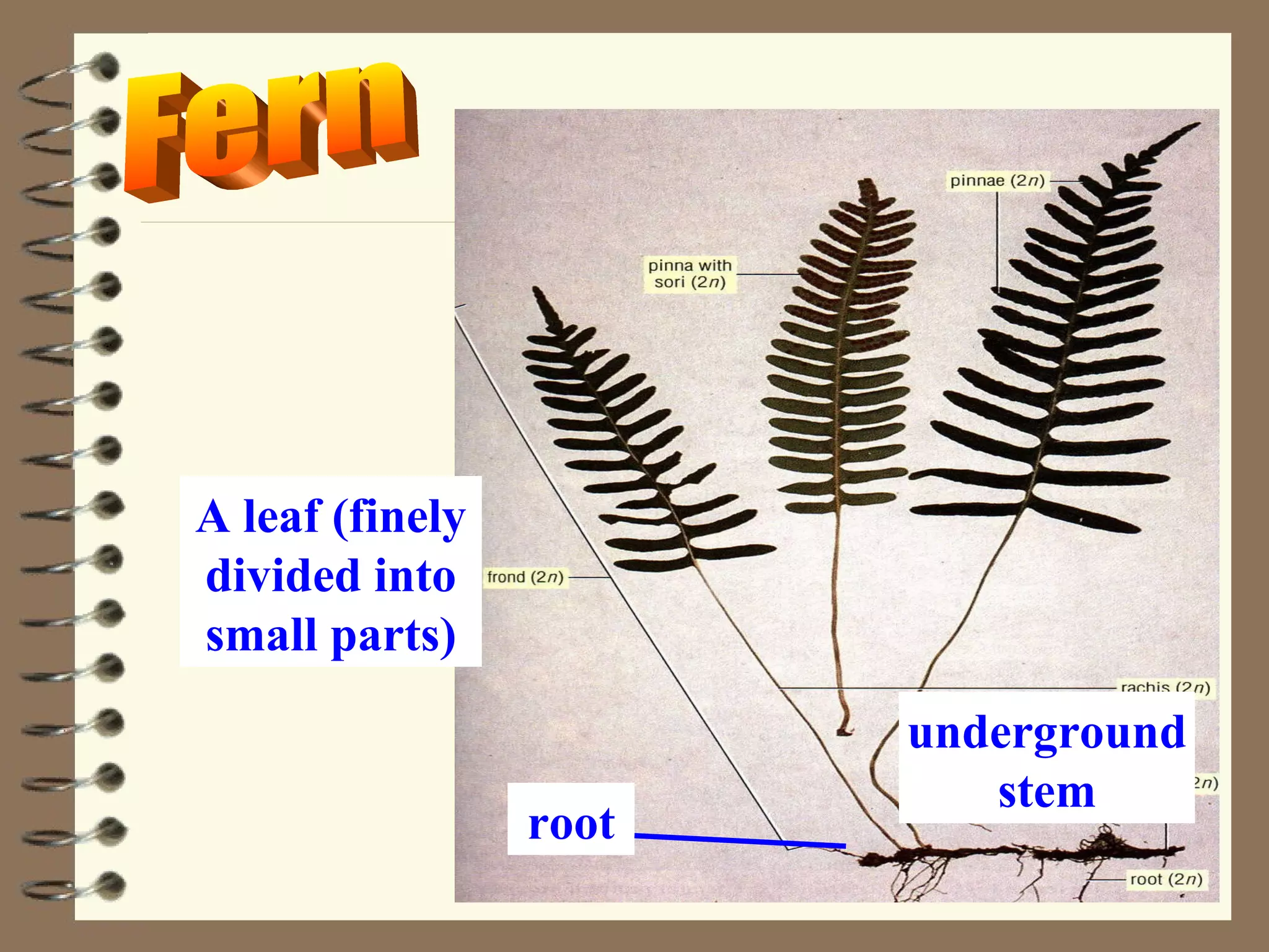 Classification of plants | PPT