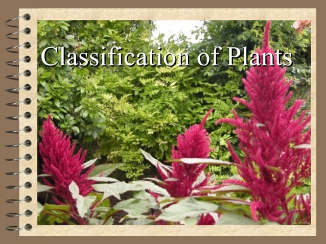 Classification of plants | PPT