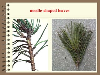 Classification of plants | PPT