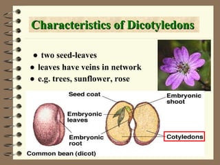 Classification of plants | PPT