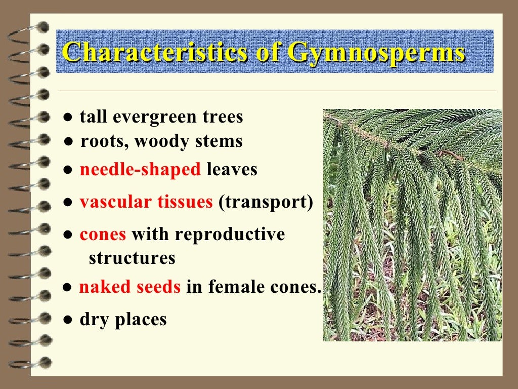 Classification of plants