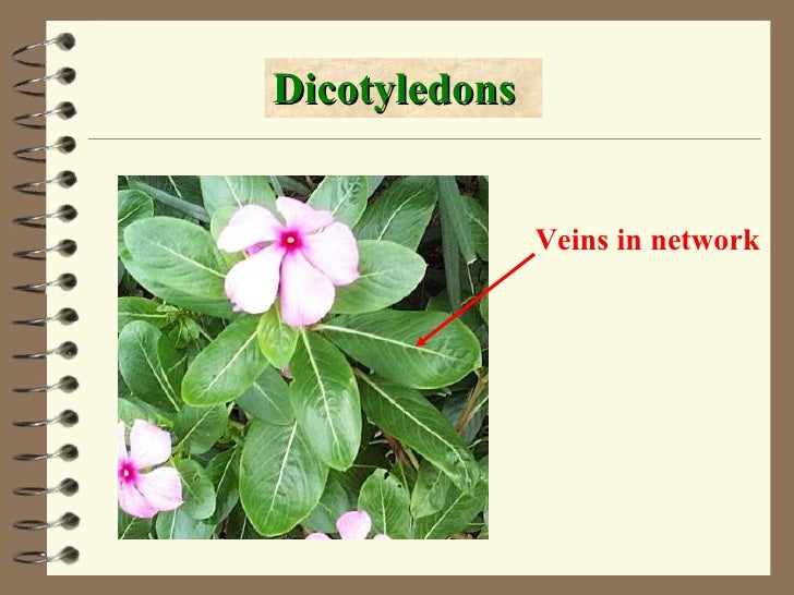 Classification of plants