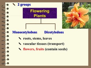 Classification of plants | PPT