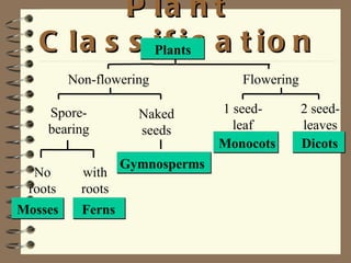 Classification of plants | PPT