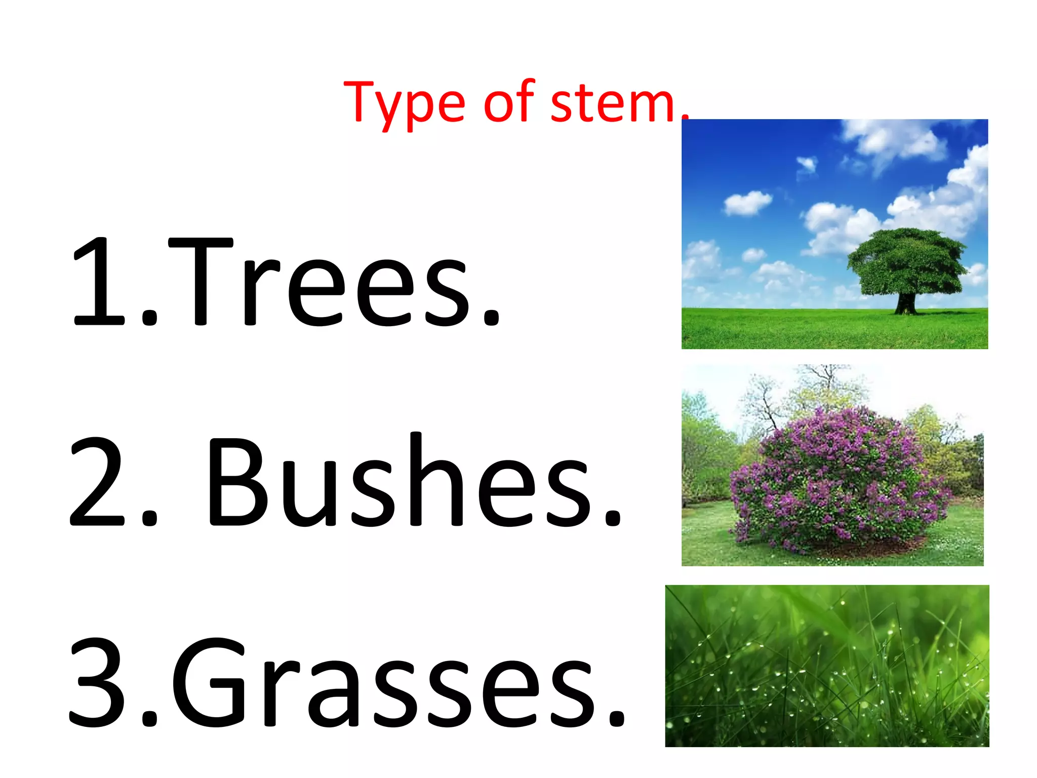 Classification of plants | PPT | Gardening | Home & Garden