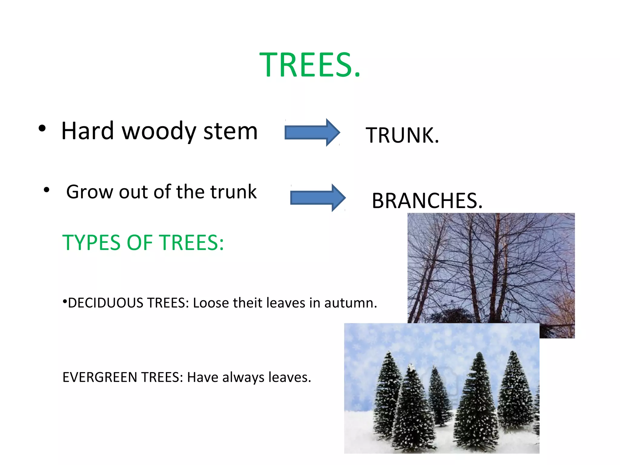 Classification of plants | PPT | Gardening | Home & Garden