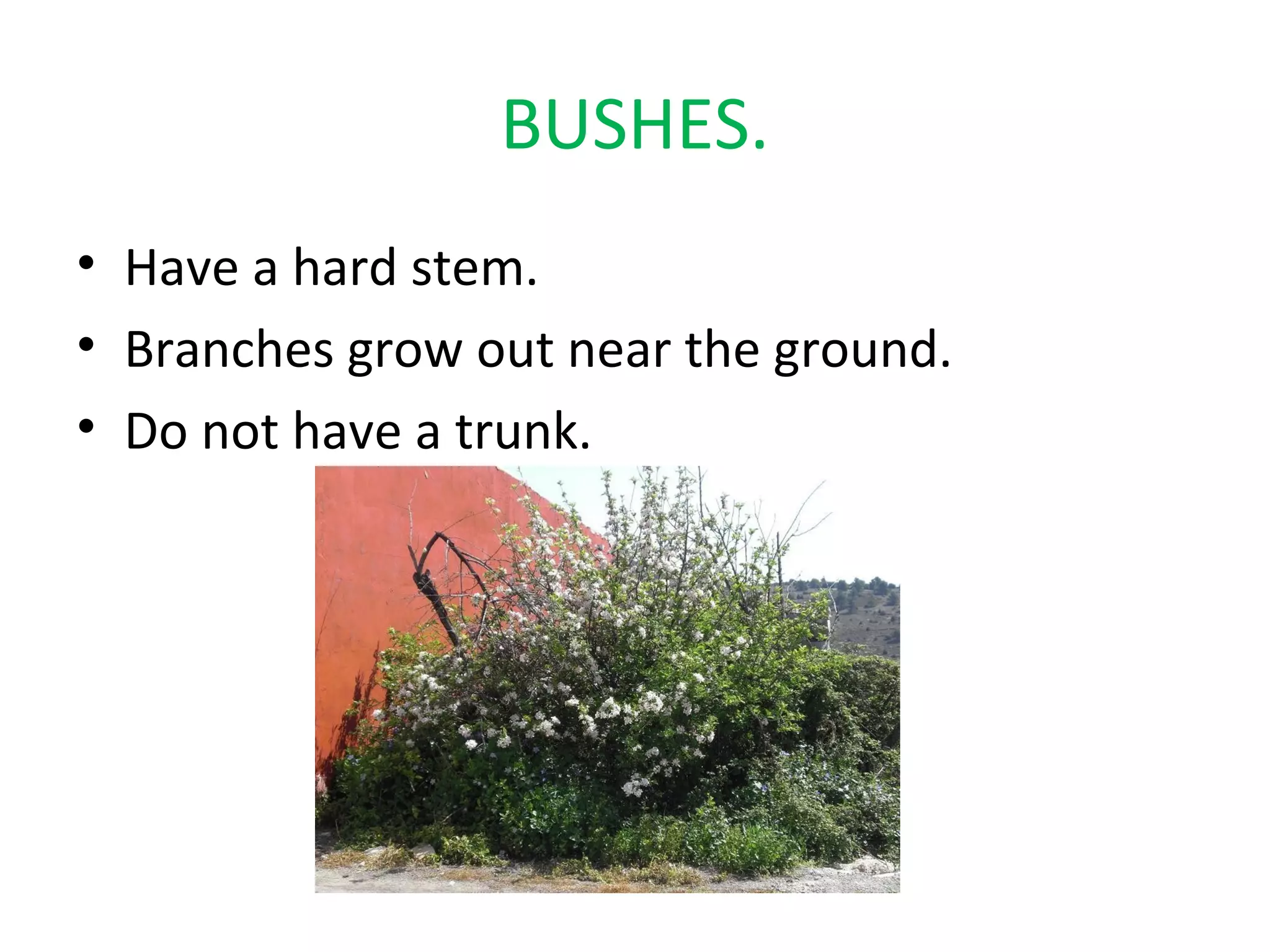 Classification of plants | PPT | Gardening | Home & Garden